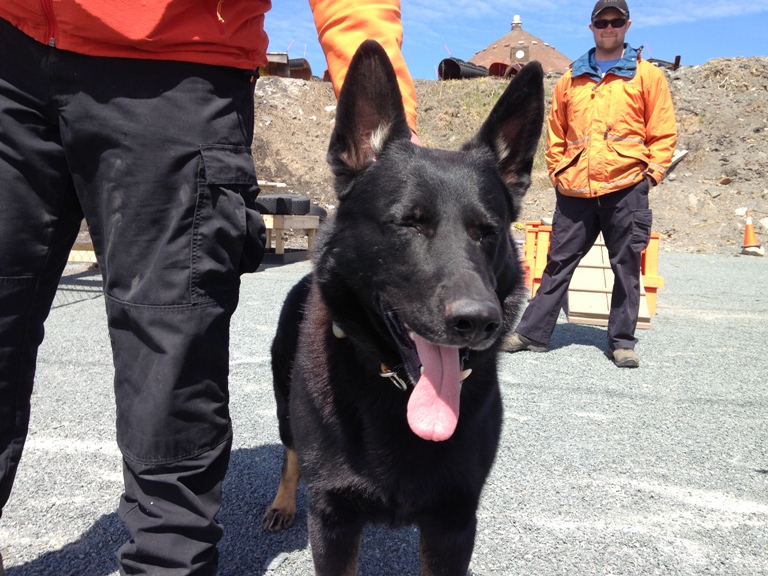 Halifax search and rescue team says its dogs need better protection ...