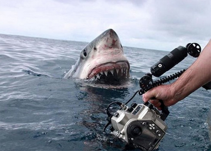 Film crew comes terrifyingly close to shark in Australia - National ...