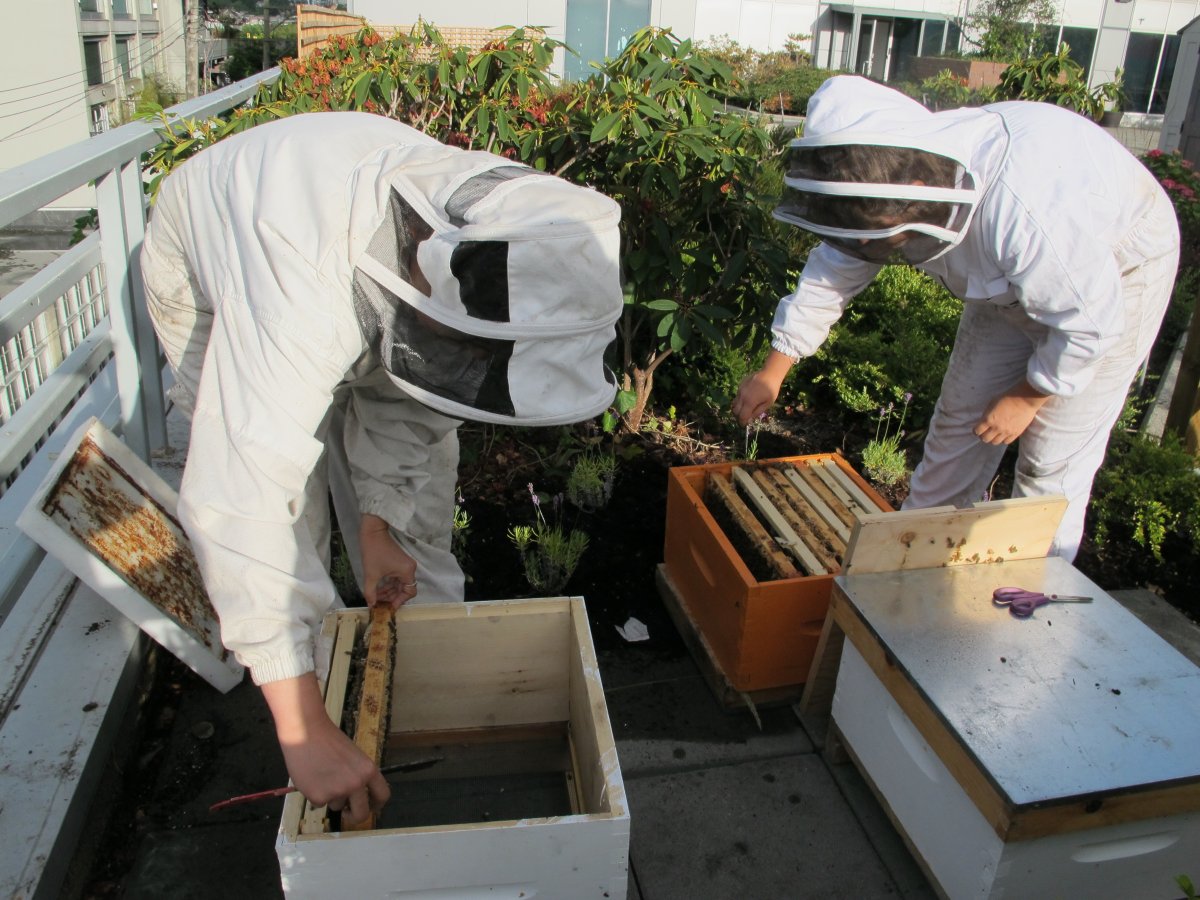 Vancouver Police Department welcomes new worker bees | Globalnews.ca
