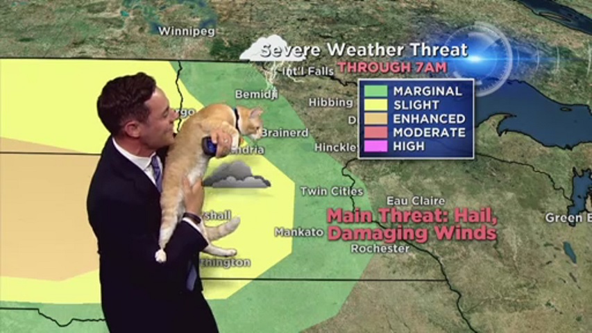 WATCH: Uncooperative cat steals the show from weatherman - National ...
