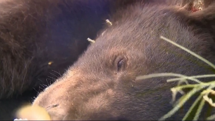 WATCH: Cinder, the black bear burned in fire returned to the wild ...