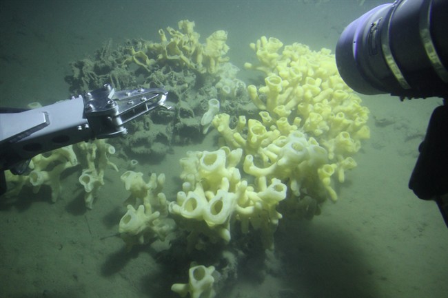 Vancouver Aquarium funded to study rare glass sponge reefs in Howe ...