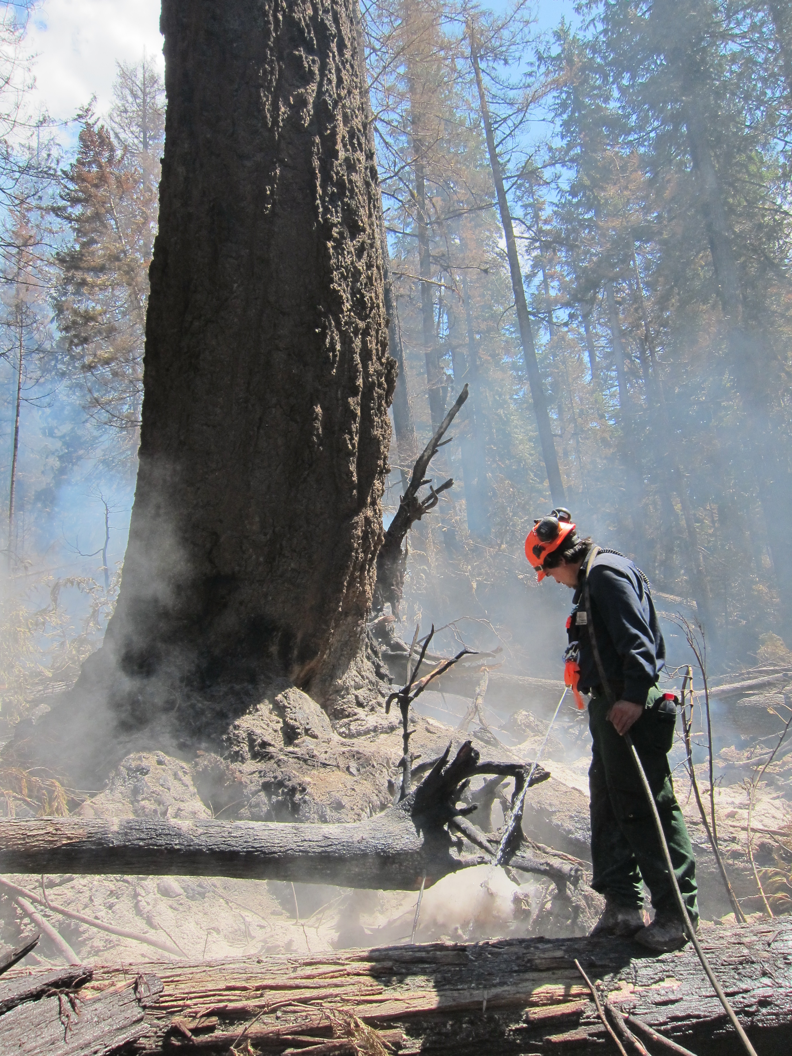 Canada’s third largest Douglas fir, Elaho Giant saved from wildfire ...