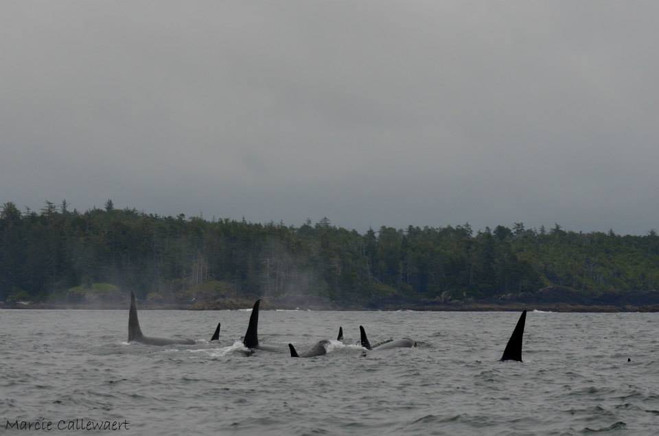 New photos of endangered Southern Resident orcas show mom, baby doing ...