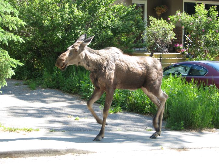 Moose tranquilized after running loose in Calgary neighbourhood ...