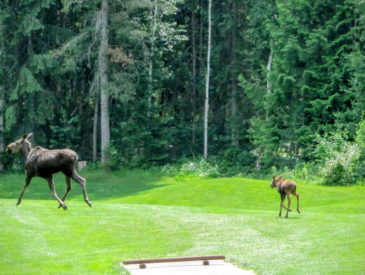 Moose family takes up golf course residence | Globalnews.ca