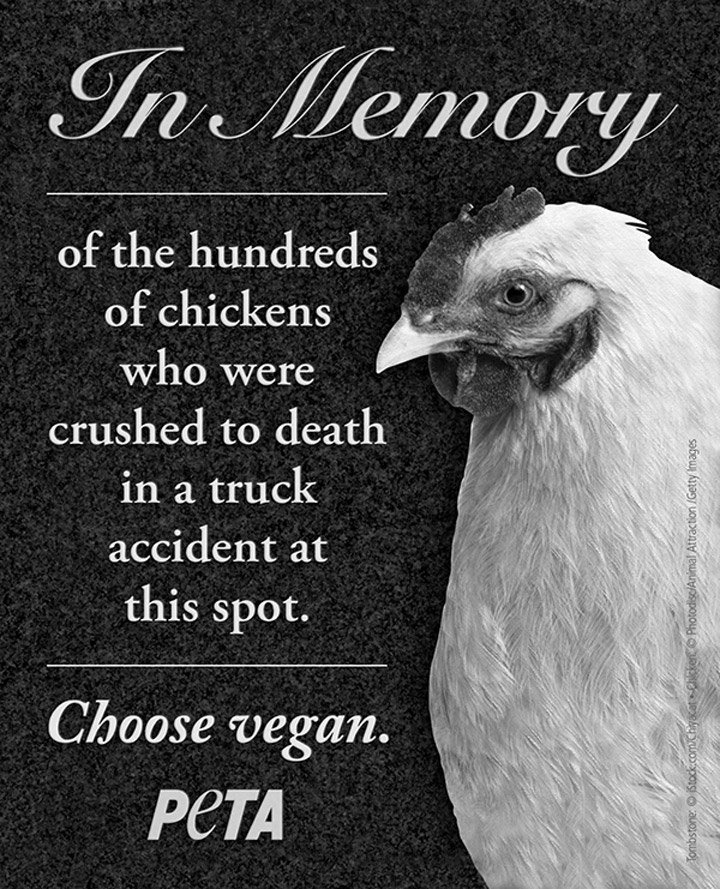 PETA wants roadside memorial for chickens killed in Sask. crash ...