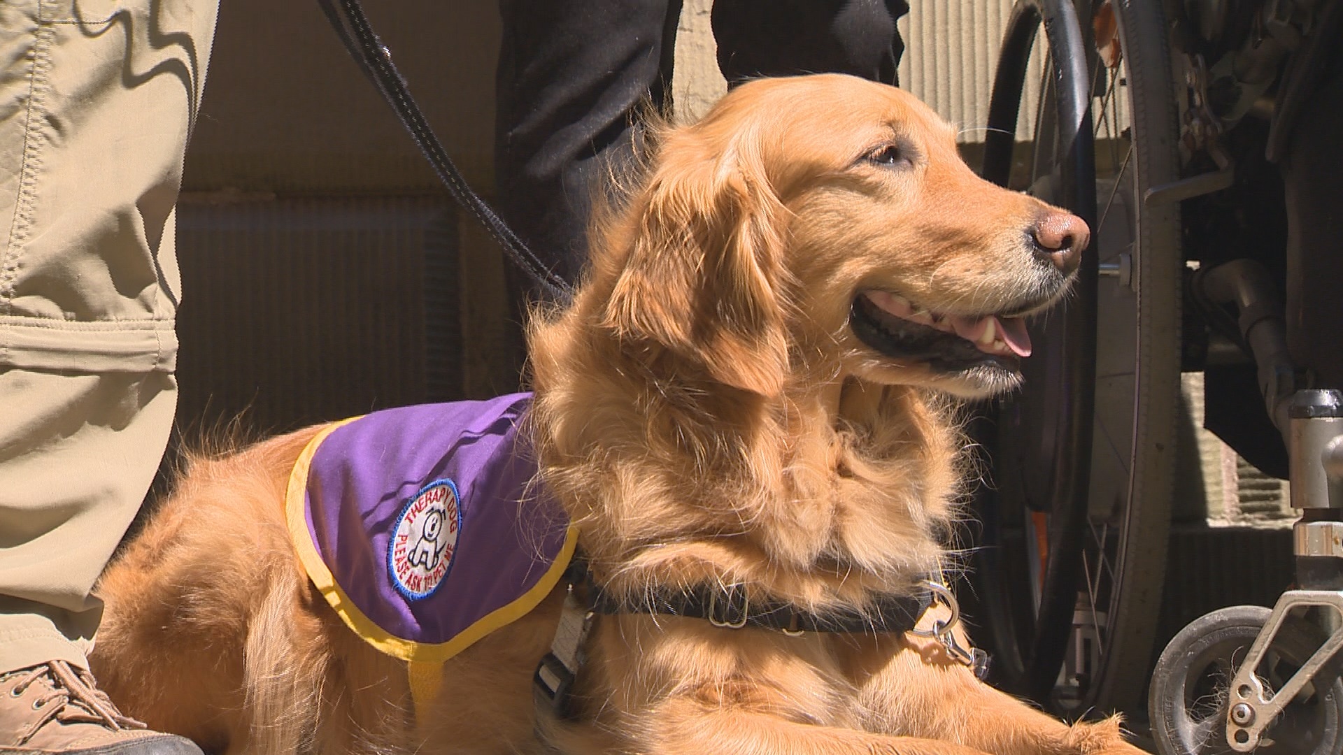 Service dogs to have more recognition and acceptance in Nova Scotia ...