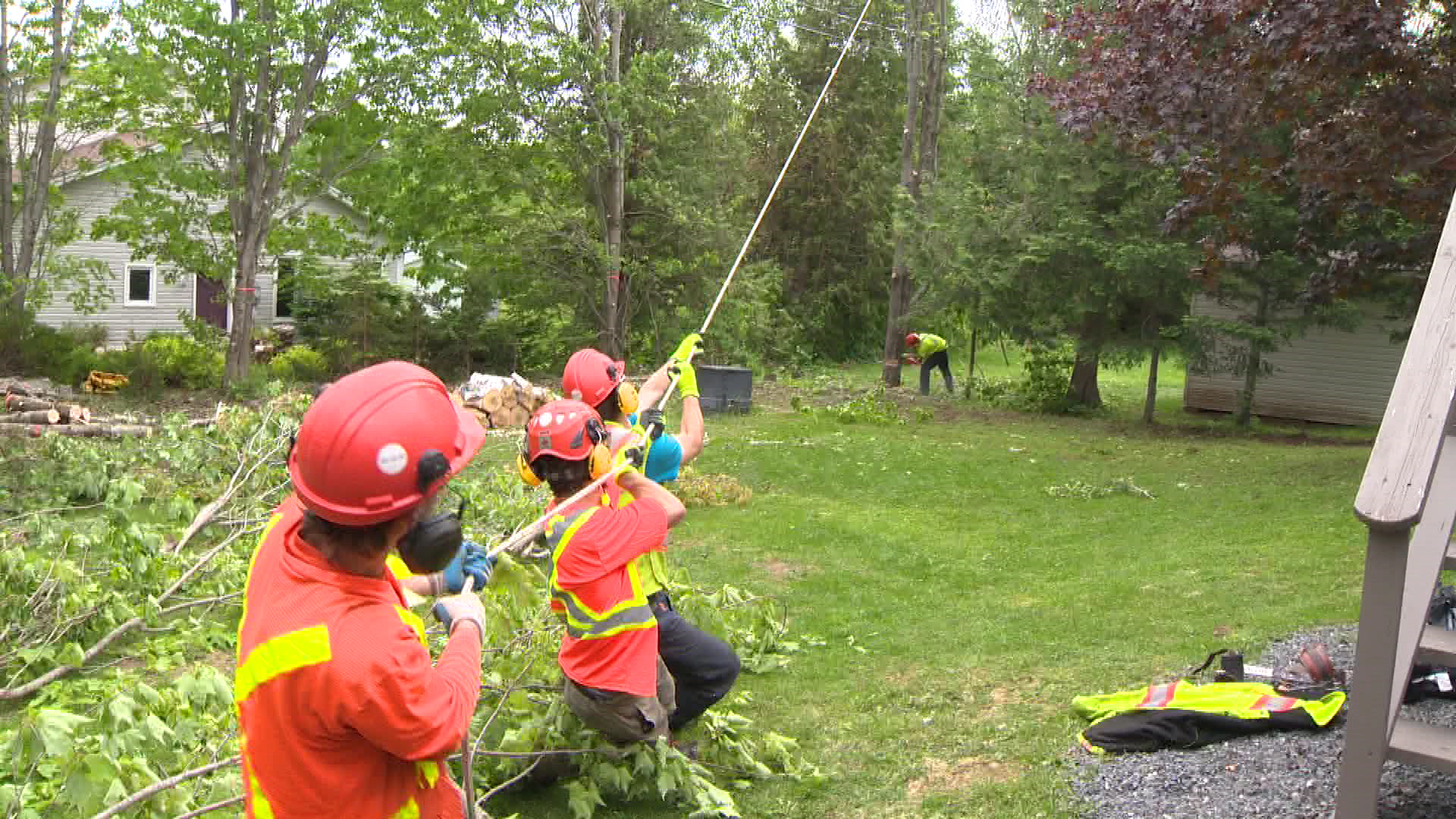 NB Power increases tree trimming to help protect grid during bad ...