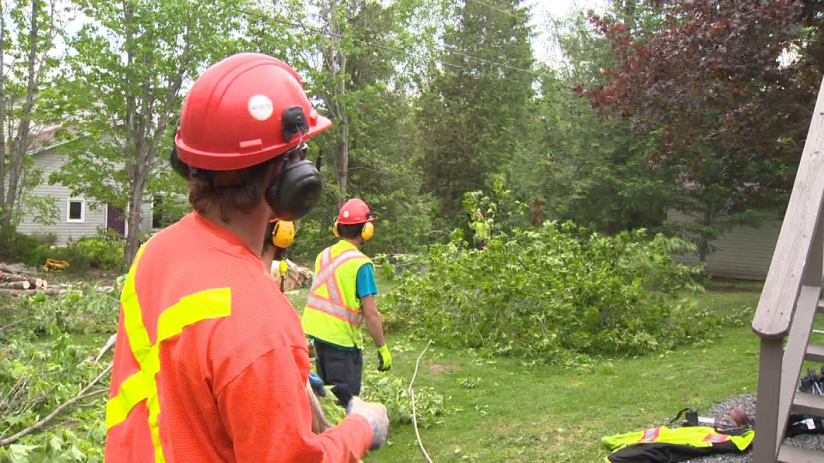 NB Power increases tree trimming to help protect grid during bad ...