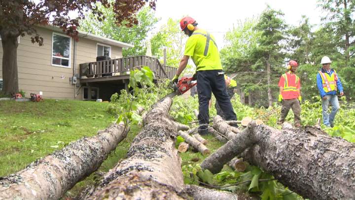 NB Power increases tree trimming to help protect grid during bad ...