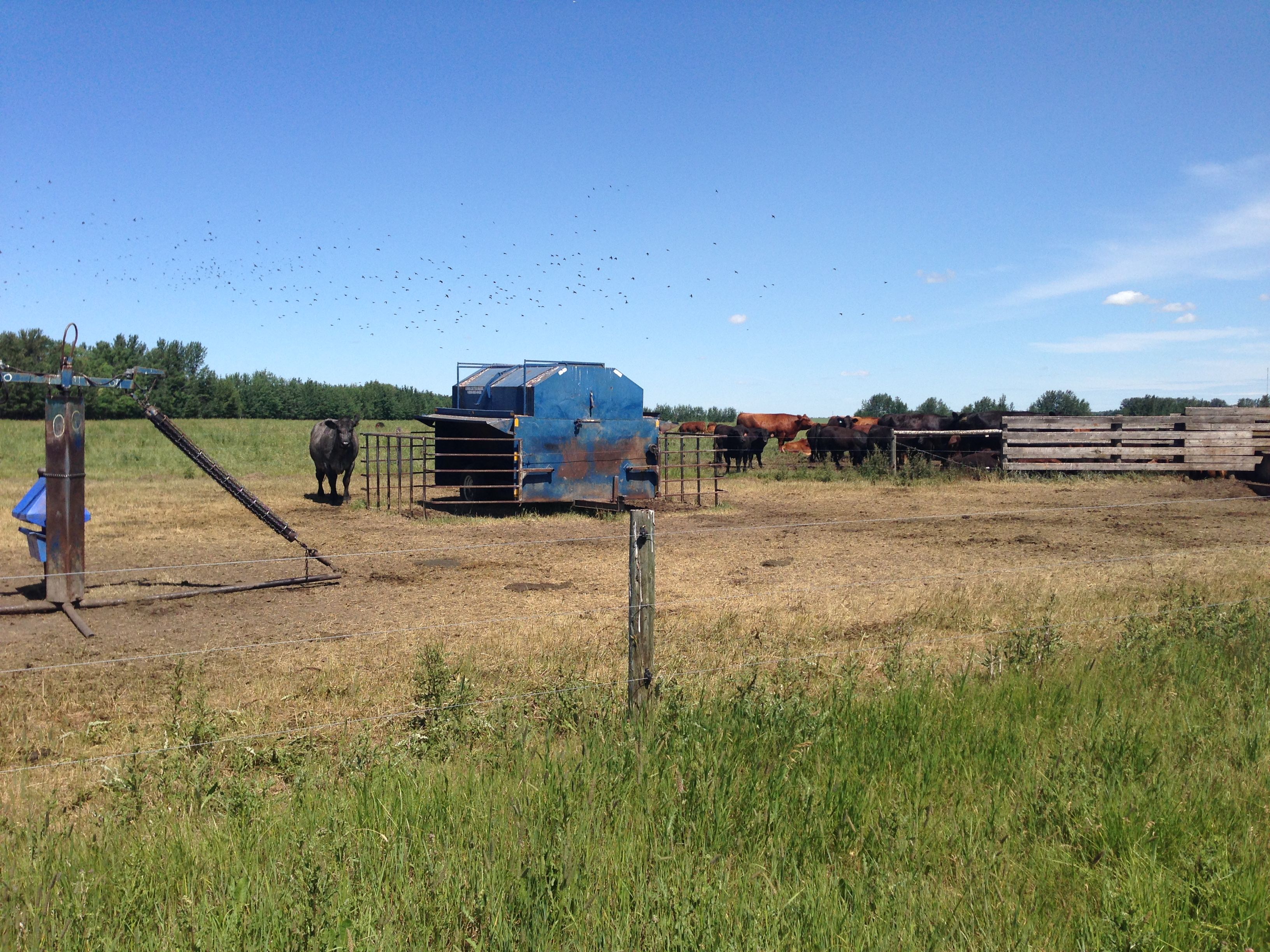Several Alberta counties consider declaring states of agricultural ...