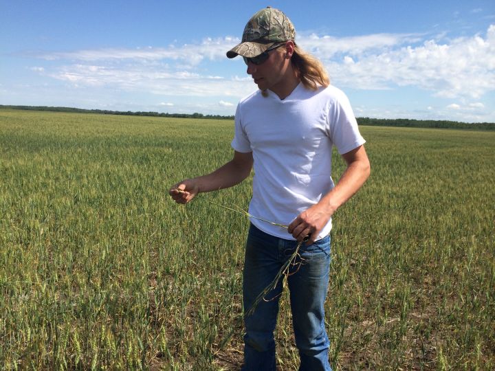 More Alberta counties declare Agricultural Disasters | Globalnews.ca