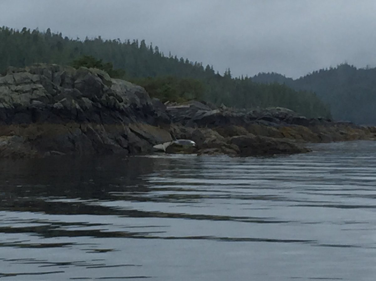 Beached orca kept alive for 8 hours in rescue near Hartley Bay ...
