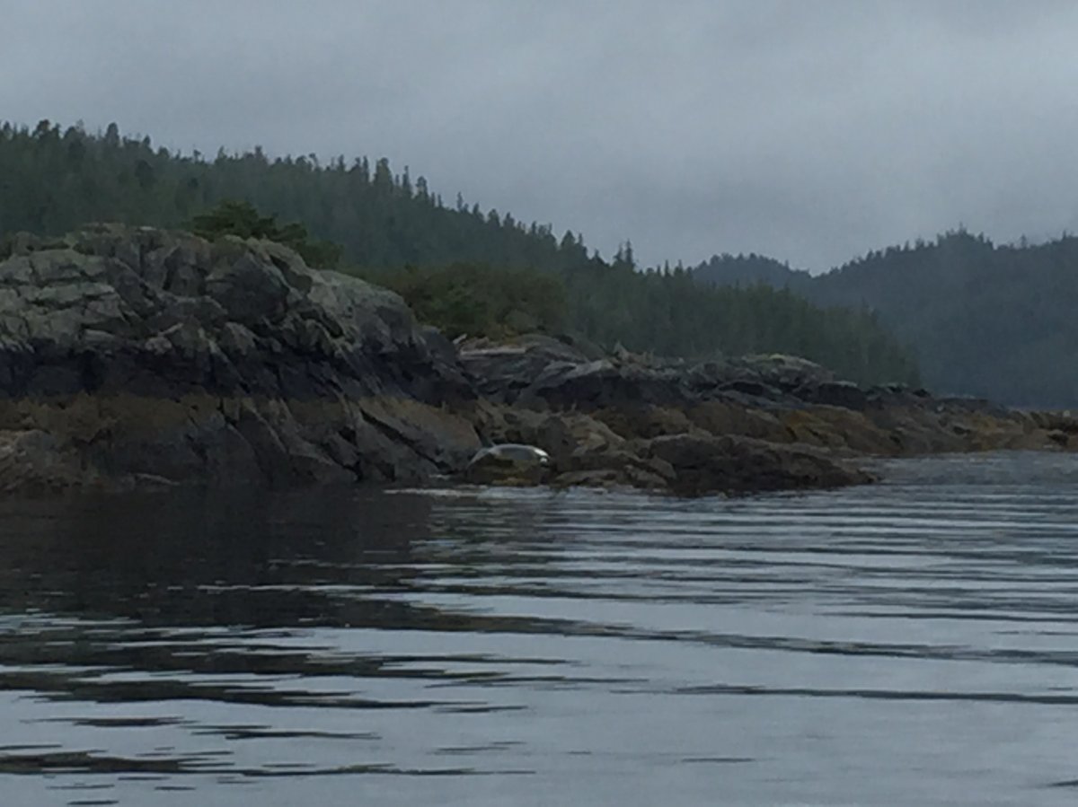 Beached orca kept alive for 8 hours in rescue near Hartley Bay ...