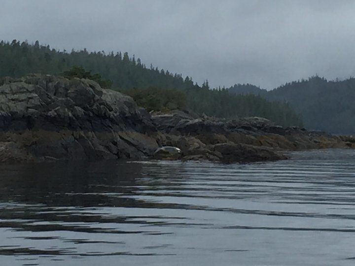 Beached orca kept alive for 8 hours in rescue near Hartley Bay ...