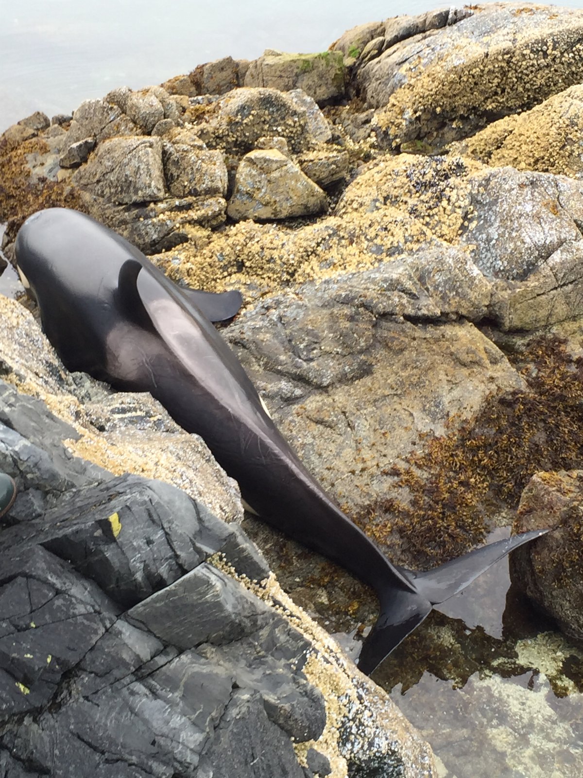 Beached orca kept alive for 8 hours in rescue near Hartley Bay ...