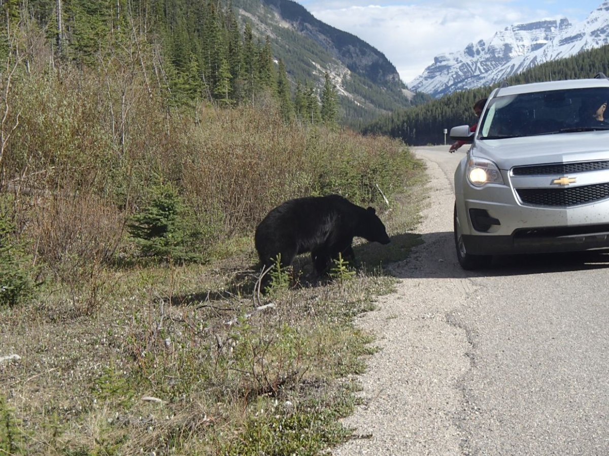 Feeding wildlife in national parks can earn you a $1,000 fine ...