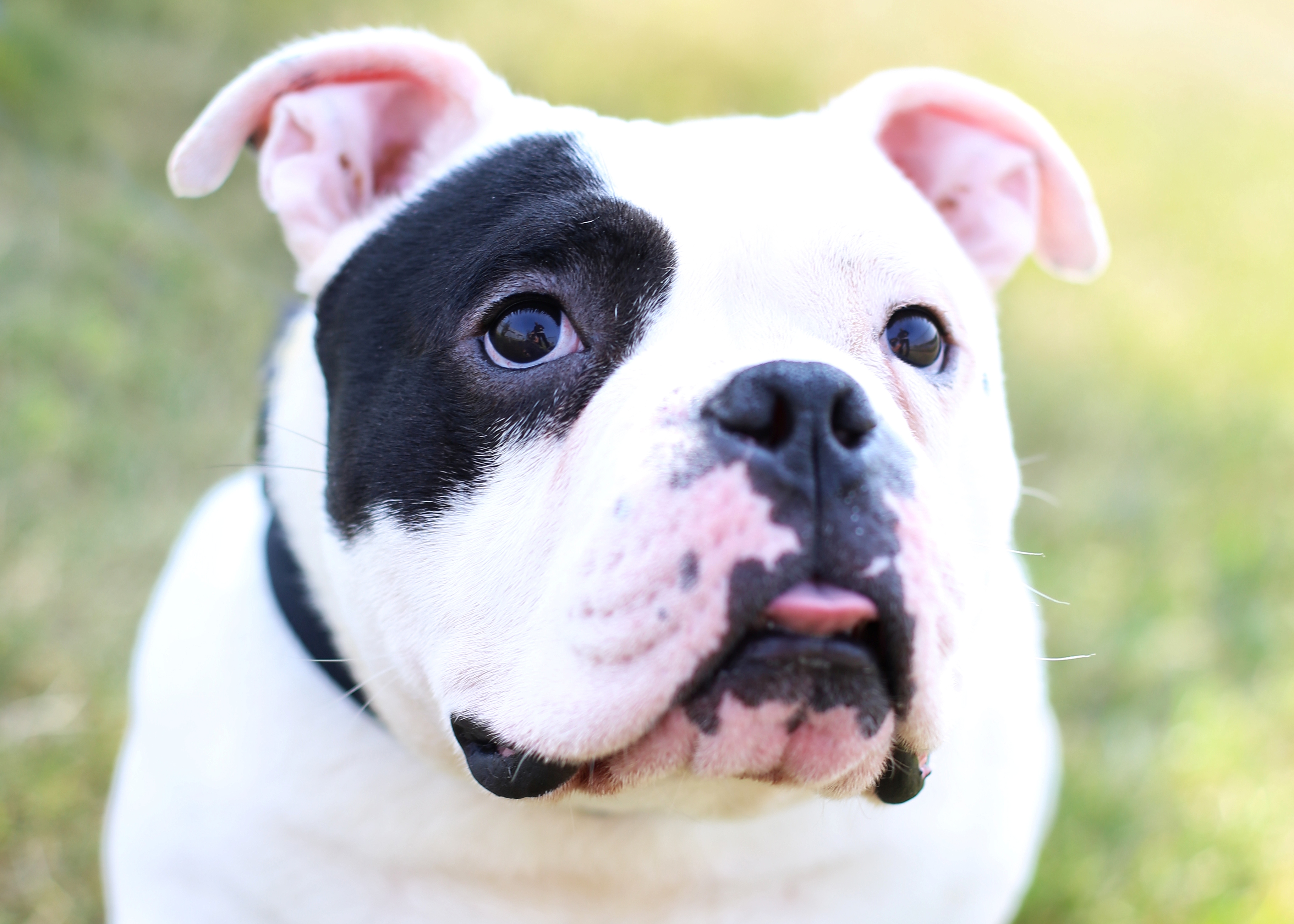 Calgary Bulldog breeder fined over distressed ‘designer’ dogs - Calgary ...