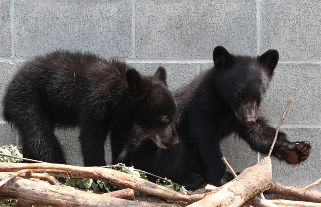 Appearance of bear cub puts kibosh on high school baseball game ...