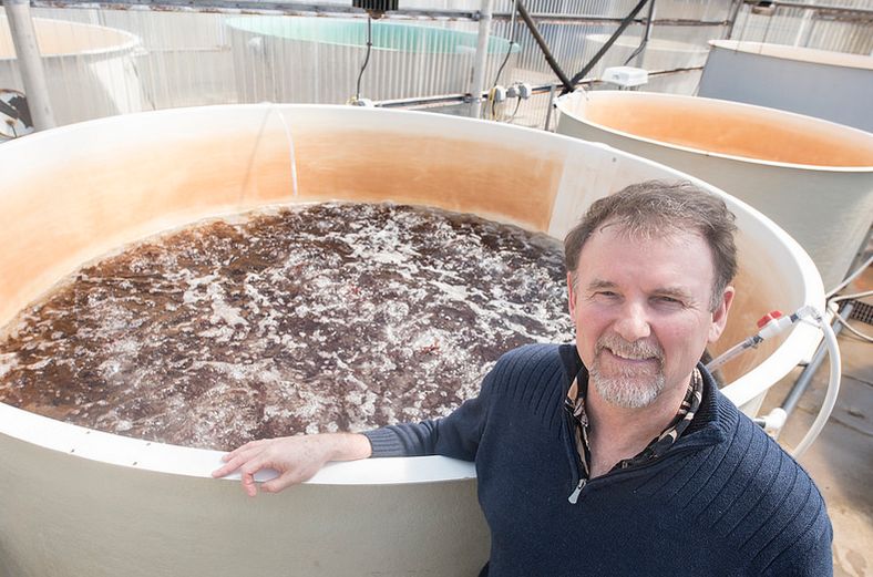 Superfood seaweed: Tastes like bacon and it’s healthier than kale ...