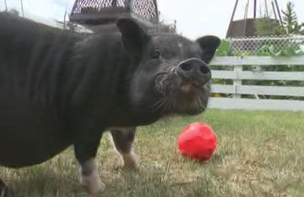 Vernon pig owner allowed to keep her pet | Globalnews.ca