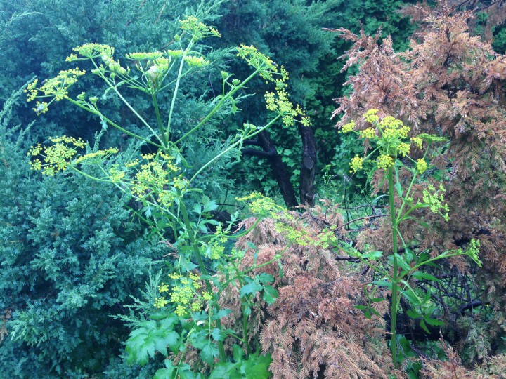 Wild parsnip causes burns, blisters to Hudson teen - Montreal ...