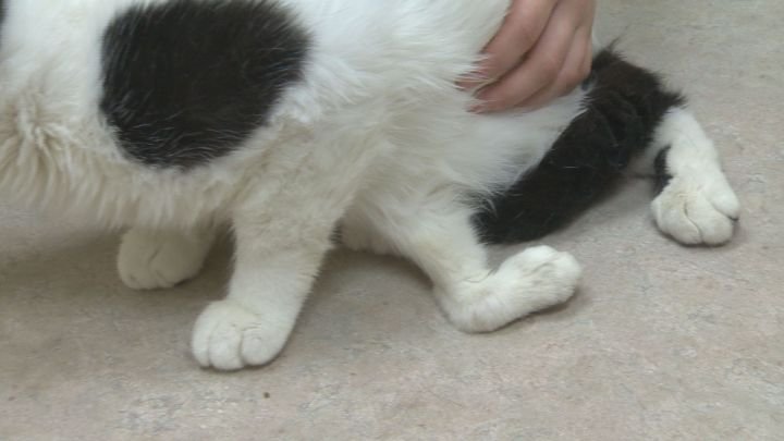 Six-legged cat wins over Edmontonians’ hearts - Edmonton | Globalnews.ca