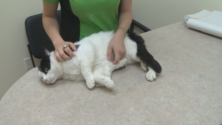 Six-legged cat wins over Edmontonians’ hearts - Edmonton | Globalnews.ca
