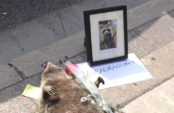The day the world paid attention to Toronto’s dead raccoon | Globalnews.ca