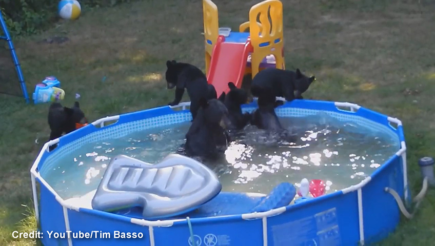 ‘They took my floatie!’: Family watches as mother bear, five cubs have ...
