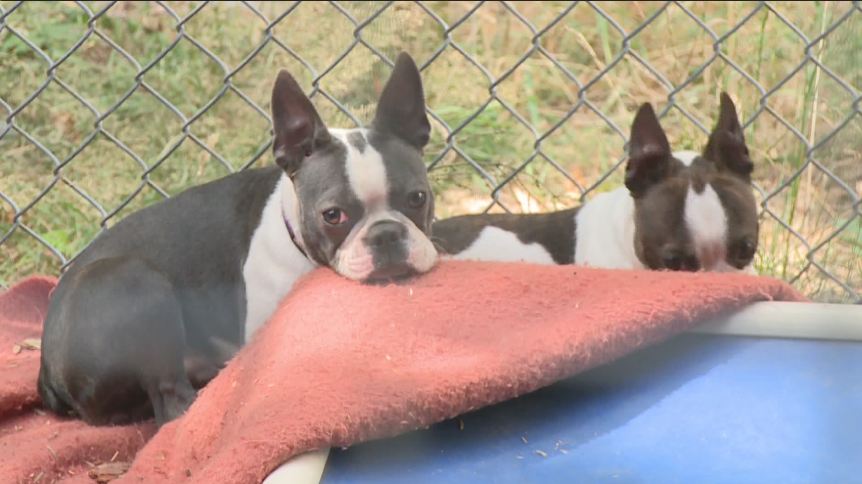 27 Boston Terriers up for adoption on Vancouver Island | Globalnews.ca