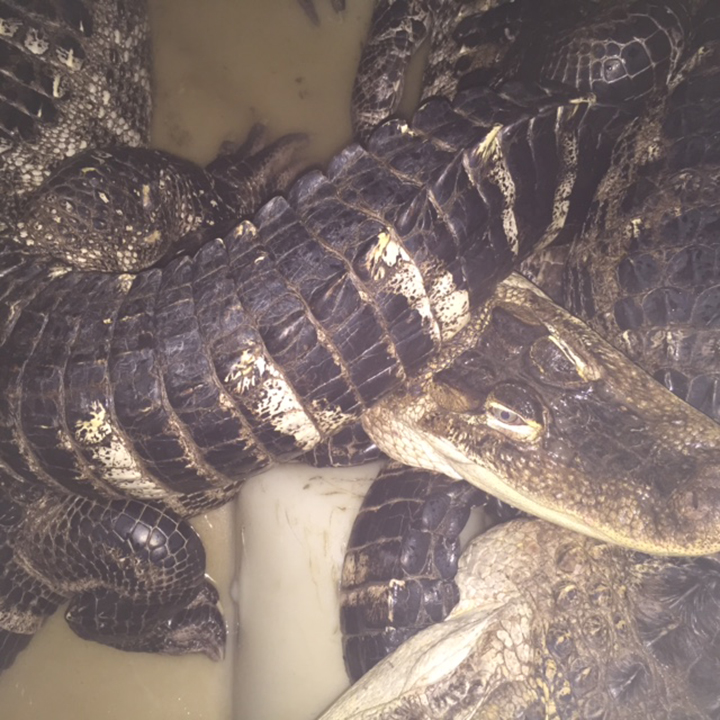 150 alligators, crocodiles and caimans relocated from Toronto home to ...