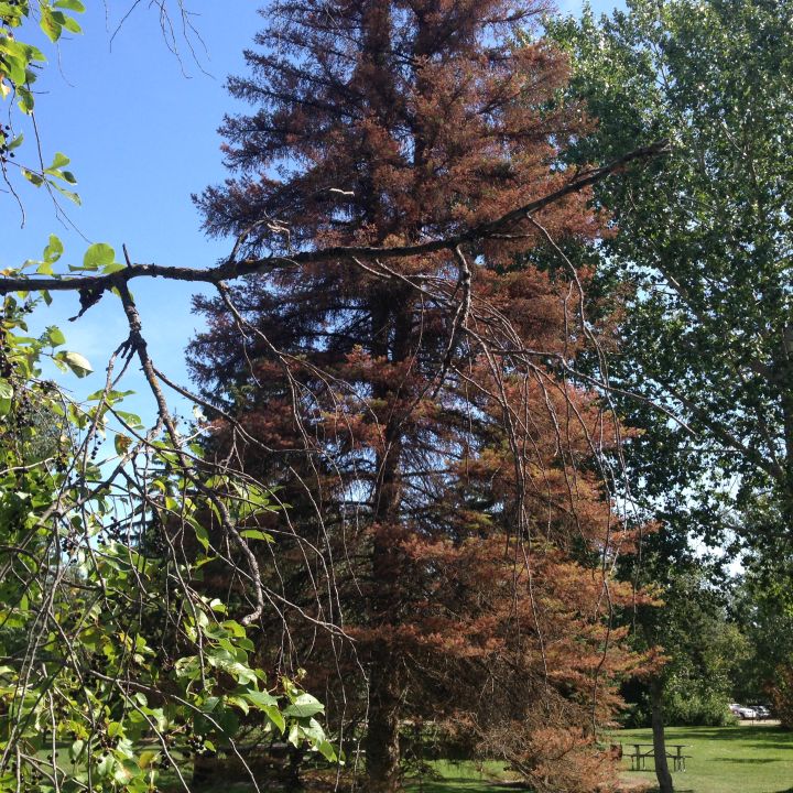 Is it fall already? Some Edmonton trees changing colour early ...
