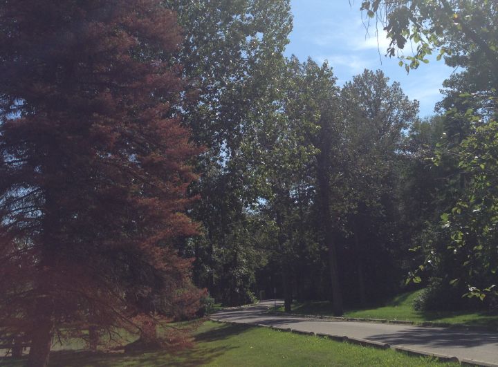 Is it fall already? Some Edmonton trees changing colour early ...