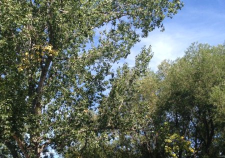 Is it fall already? Some Edmonton trees changing colour early ...