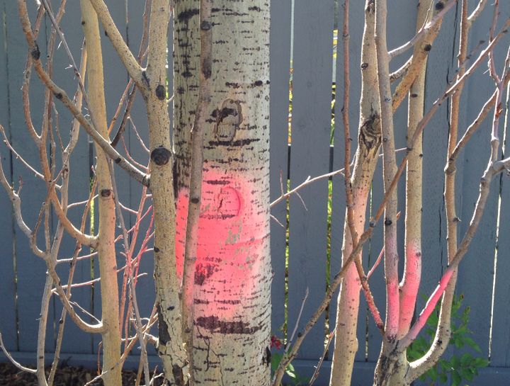 Is it fall already? Some Edmonton trees changing colour early ...