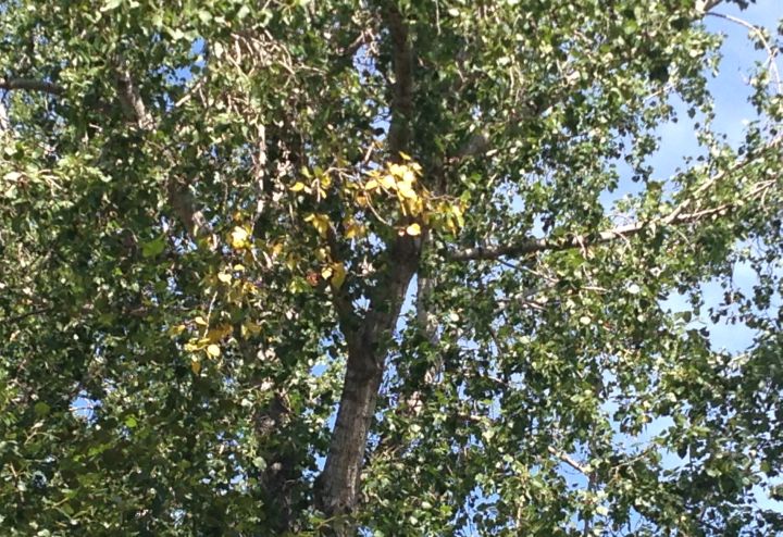 Is it fall already? Some Edmonton trees changing colour early ...