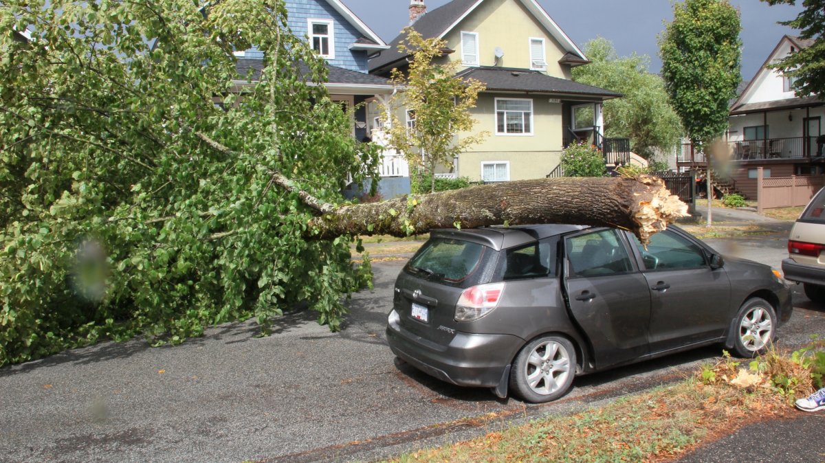 Non-stop weekend for arborists cleaning up trees after windstorm - BC ...