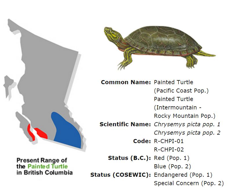 Okanagan Western Painted Turtles threatened by non-native species ...