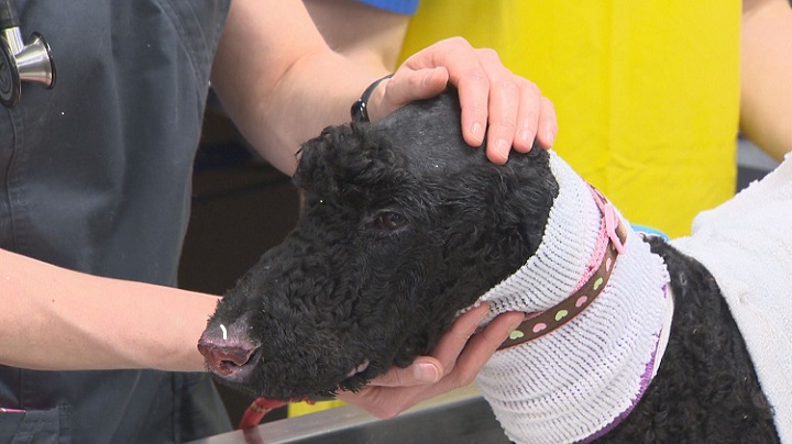 Poodle burned in Winnipeg crash almost ready to return home - Winnipeg ...