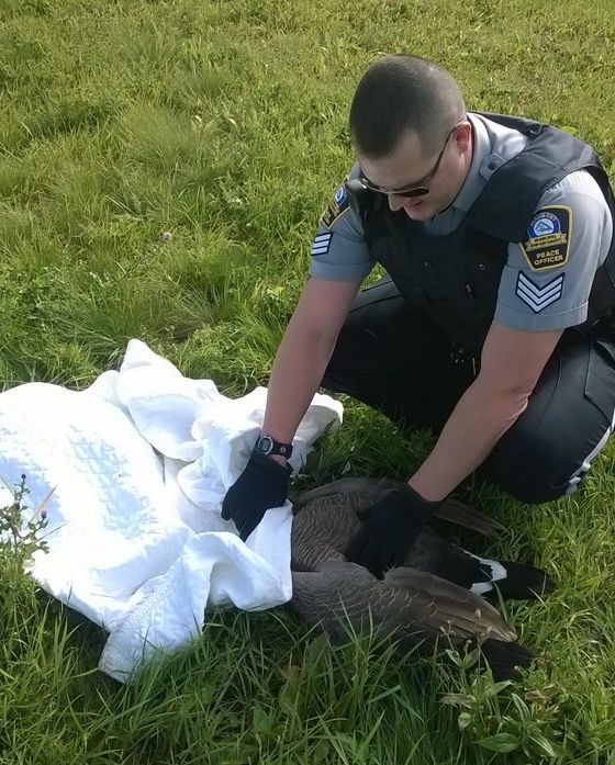 Canada goose rescued after two weeks with arrow through its body ...