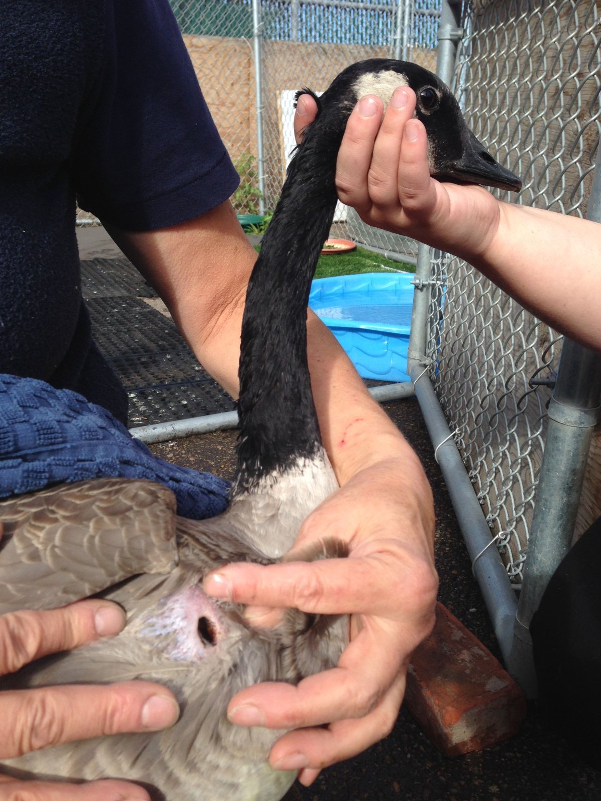 Canada goose rescued after two weeks with arrow through its body ...