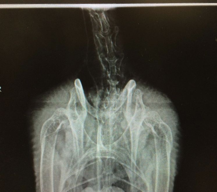 Canada goose rescued after two weeks with arrow through its body ...