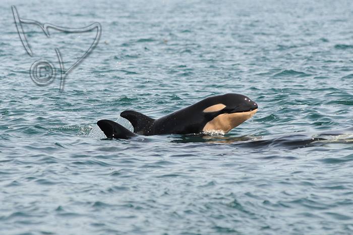 New baby orca spotted near Sooke is the fifth addition since December ...