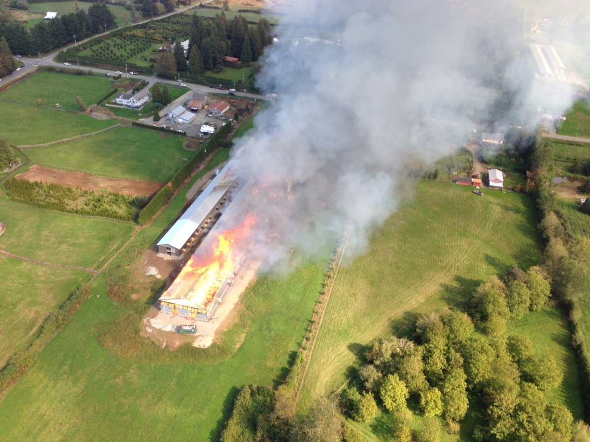 Fire destroys Abbotsford chicken barns - BC | Globalnews.ca