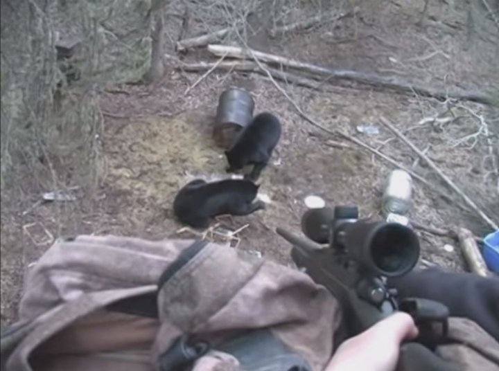 Video of 9-year-old shooting bear at Alberta birthday party spurs ...