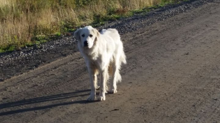 Rescue effort goes to the dog near Hinton | Globalnews.ca