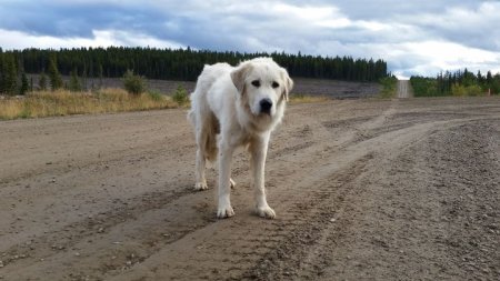 Rescue effort goes to the dog near Hinton | Globalnews.ca