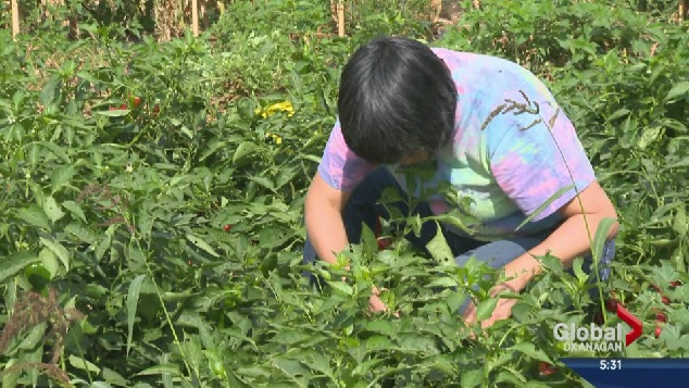 Okanagan Tree Fruit Project feeds the hungry | Globalnews.ca